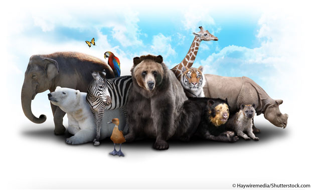 Modi dire... con gli animali | Adesso Online